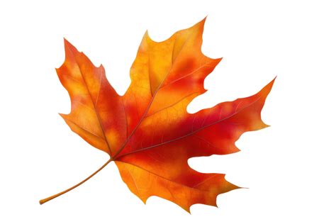 Vibrant Autumn Leaf Against A Fall Color Backdrop 65330323 Png