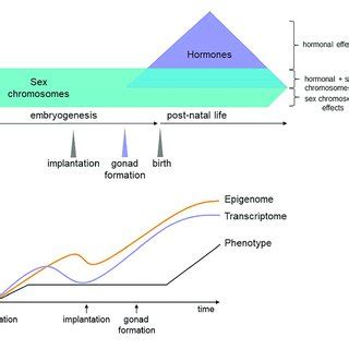 Schematic Of Our Hypothesis A Sex Biases Have Different Origins Download Scientific