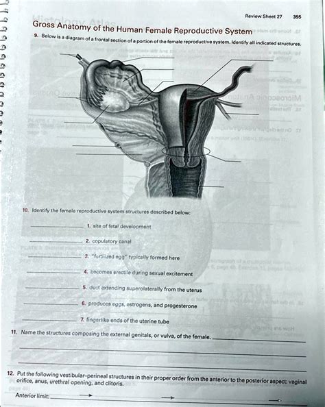 Review Sheet 27 355 Gross Anatomy Of The Human Female Reproductive