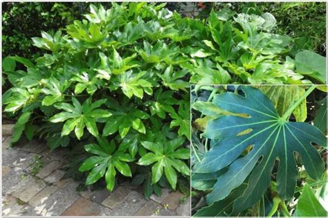 House Plant Identification 20 Flashcards Quizlet