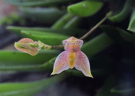 Pleurothallis Sigmoidea Orchid Planting Guide