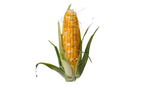 Premium Psd Corn Kernel