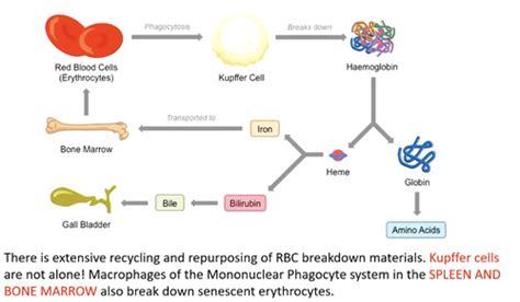 Example Of Processing Of Endogenous Compound Bilirubin Production Of Example Of Processing Of Endogenous Compound Bilirubin Production Of