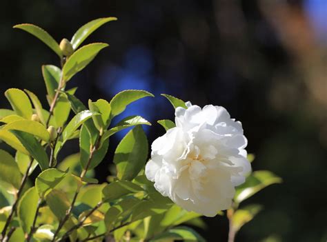 무료 이미지 분기 꽃잎 높은 식물학 노랑 플로라 관목 5d 고용하다 마키 안녕 입술 해결 이바라키 히타치 오타 세이 잔 동백 나무 매크로