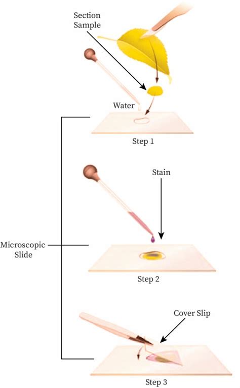 Microscopic Examination Bartleby