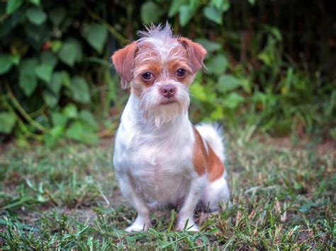 20 Chihuahua Mixes Meet The Cutest Mixed Breeds
