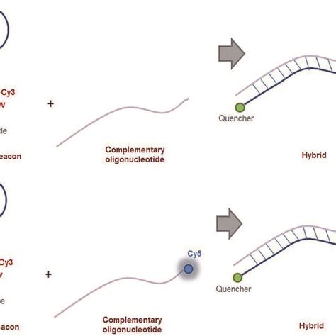 Schematic Representation Of The Detection Strategies Adopted For