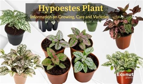 How To Grow And Manage Hypoestes Plants