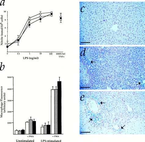Reduced Stress Defense In Heme Oxygenase Deficient Cells PNAS
