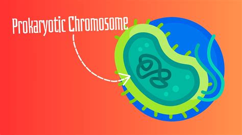 Prokaryotic Chromosome Structure