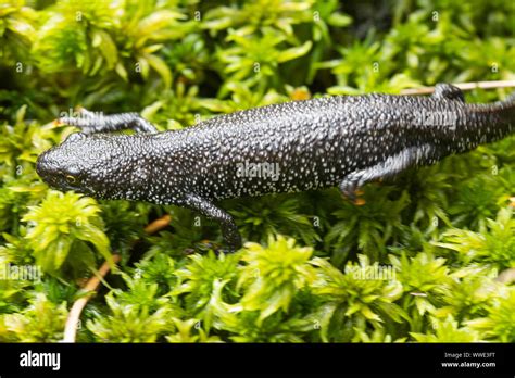 Black Newt Uk