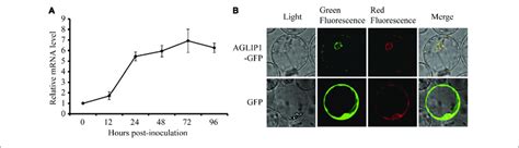 expression analyses of aglip1 during r solani infection and