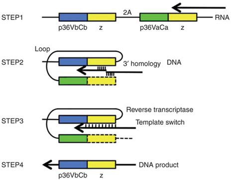 Deletion Mechanism The Recombinationdeletion Is Conceived To Occur By Download Scientific