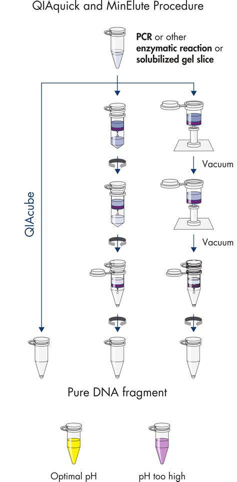 Qiaquick Gel Extraction Kit En Pdf Gel Electrophoresis 54 Off