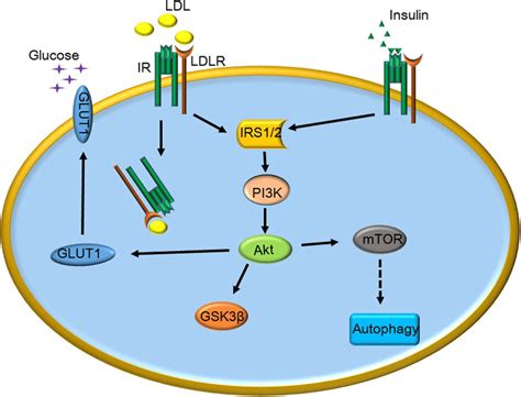 Schematic Representation Of The Similar Effects Of Ldl And Insulin On Download Scientific