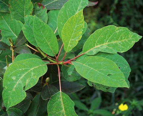 Sassafras Randaiense Trees And Shrubs Online Sassafras Randaiense Trees And Shrubs Online