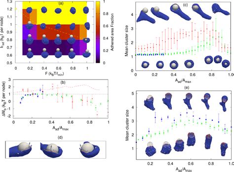 Figure 3 From A Theoretical Model Of Eﬃcient Phagocytosis Driven By Curved Membrane Proteins And