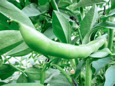 How To Grow Fava Beans As A Cover Crop And Get Free Fertilizer Garden Betty