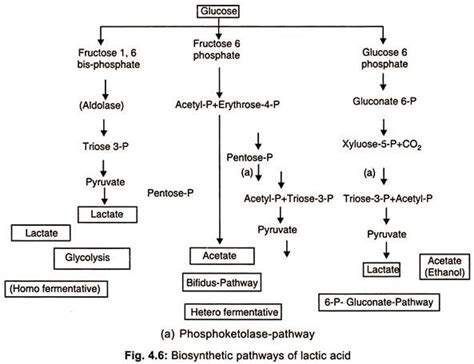 Lactic Acid Production Biology Notes Online