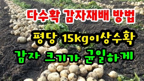 감자는 생식성장으로 키워야 대박 기술전수 고품질 감자재배 기술 감자심는방법 감자재배 youtube