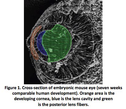 Embryonic Eye Development