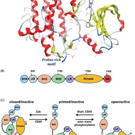 The Pathway Of Lck Signalling Reprinted From Ref 5 Download Scientific Diagram