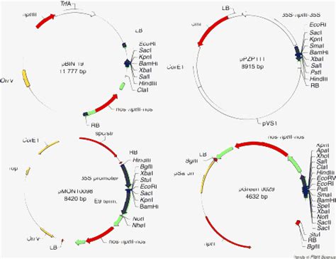 Technical Focus A Guide To Agrobacterium Binary Ti Vectors Trends In Plant Science