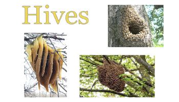 Types Of Bees Hives By Zipadee PreK TPT