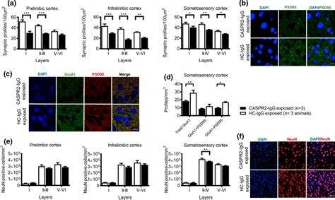 Psd95 And Glua1 Profiles And Neuronal Densities A Quantification Of