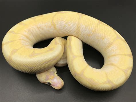 Scaleless Ball Python