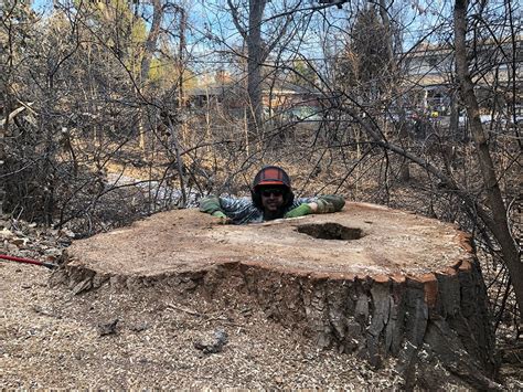 Connect With Us Splintered Forest Tree Care Services