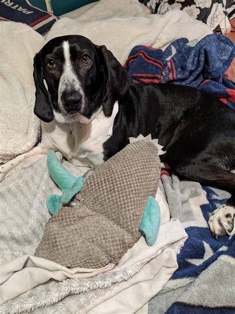 Good Morning From This Lazy Lady R Bluetickwalker