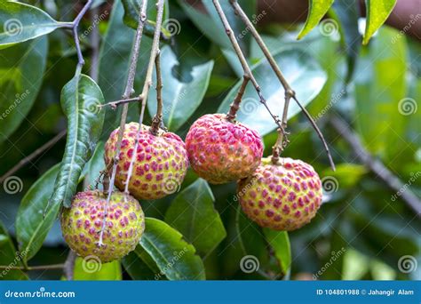 English Of Bedana Fruit Uno
