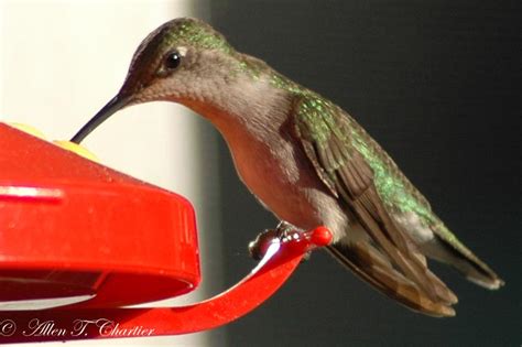 Ruby Throated Hummingbird