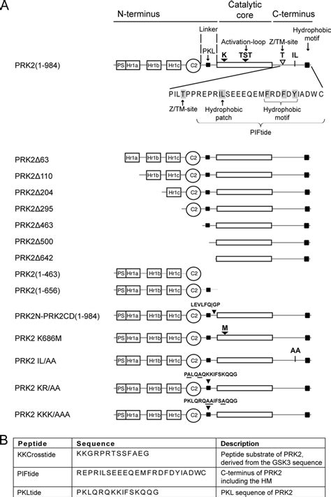 Schematic Representations Of Prk2 Prk2 Derived Proteins And Peptides Download Scientific