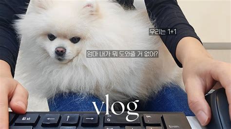 Vlog 개엄마 일상 브이로그ㅣ반려견 동반 출근ㅣ병원은 무서워ㅣ노잼 주의ㅣ투잡러 Youtube