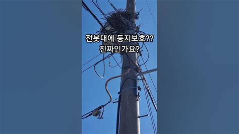 전봇대까치 둥지보호스티커는 진짜인가요 무슨의미 일까요 Youtube