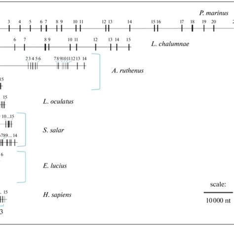 Graphical Representation Of Exon Intron Organization Of Albumin Genes Download Scientific