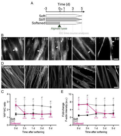 Reversal Of Stiff Induced Yap Activity And F Actin Remodeling In Sc