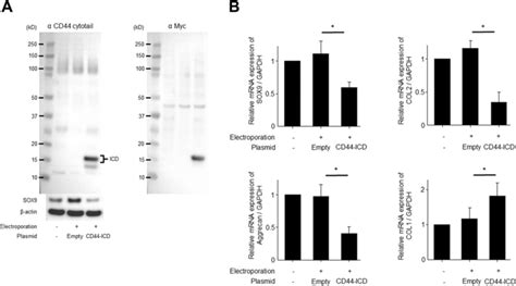 effect of cd44 icd overexpression on bovine articular chondrocytes