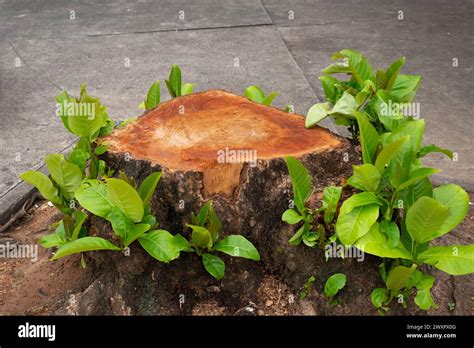 Stump Of A Cut Down Century Old Tree Logging Leaves Growing Around