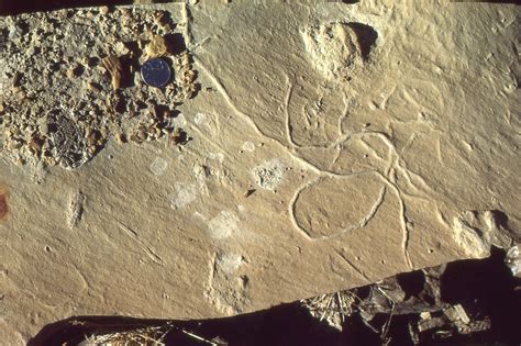Atlas Of Trace Fossils Geological Digressions