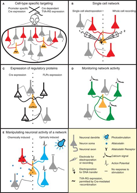 Strategies To Reveal The Secrets Of Defined Neural Circuits Ab Download Scientific Diagram