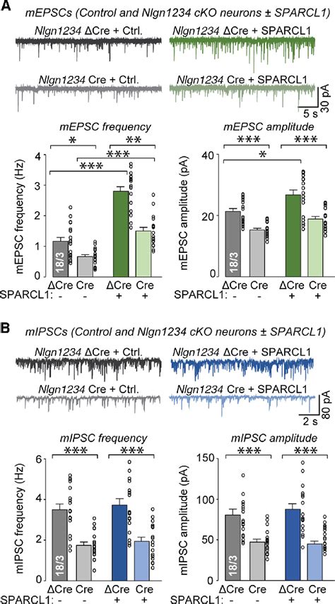 recombinant sparcl1 increases spontaneous excitatory but not inhibitory