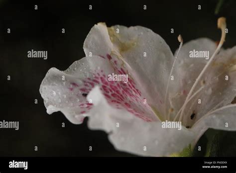 Rhododendron Mucronatum Or Rose Flower Native To China And Tibet