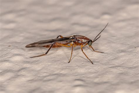Midge Chironomidae Glenlivet Wildlife