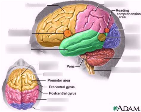 Psyc 049 Lecture 3 Pt 1 Diagram Quizlet