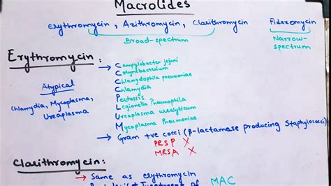 Macrolides And Ketolides Moderate Spectrum Bacterial Protein Synthesis Inhibitors Antibiotics