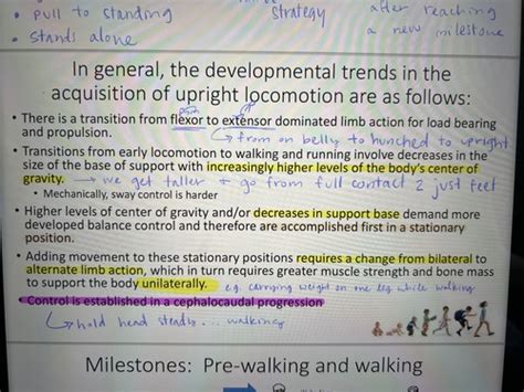EXAM 3 Development Of Locomotion Flashcards Quizlet
