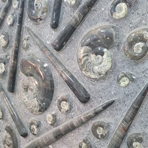Wall Plate Fossil Goniatite Orthoceras Selenite And Fossils